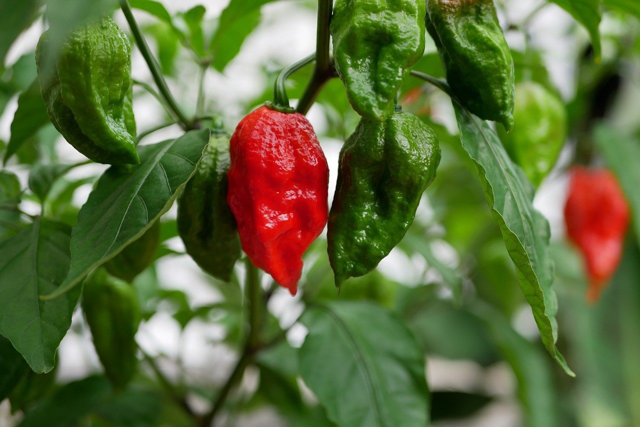 A Guide to Cooking with Ghost Peppers (Bhut Jolokia)
